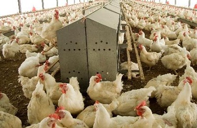 Cuáles son los riesgos de consumir pollo con antibióticos | La Verdad ...